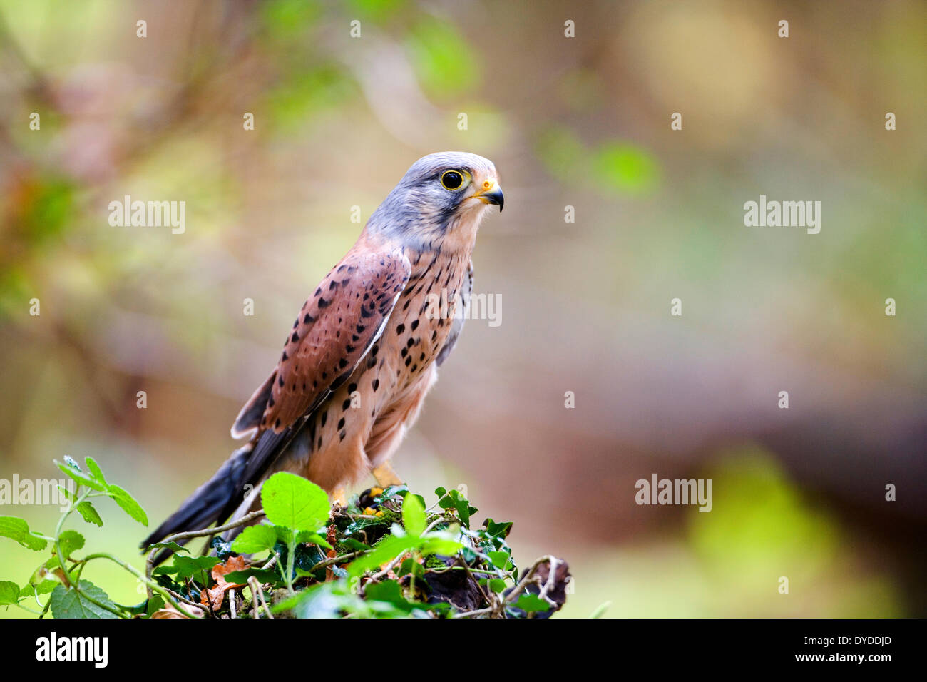 Kestrel britain hi-res stock photography and images - Alamy