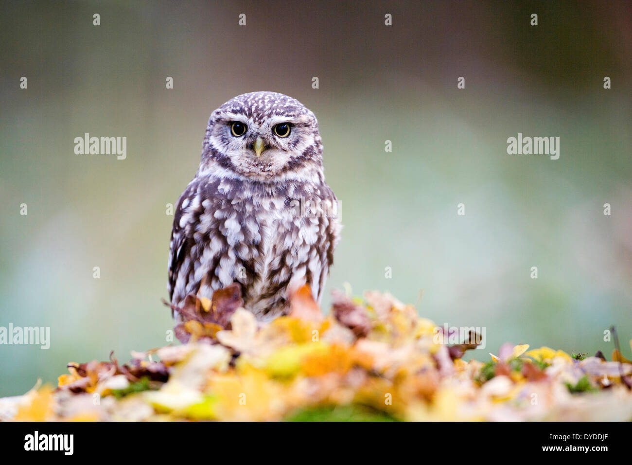 Little owl autumn hi-res stock photography and images - Alamy
