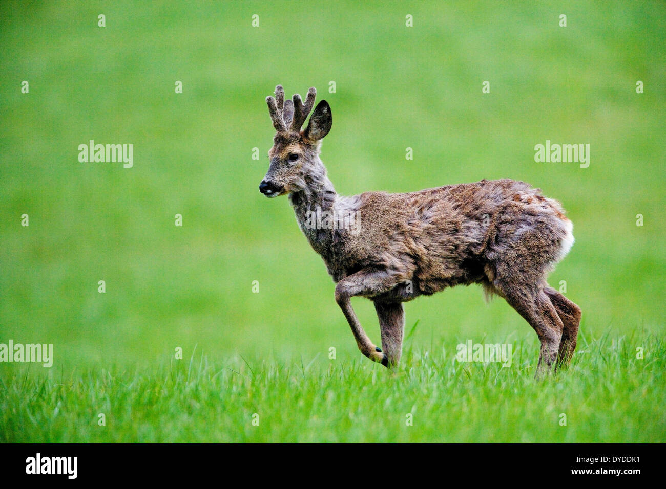 Roe deer field hi-res stock photography and images - Alamy