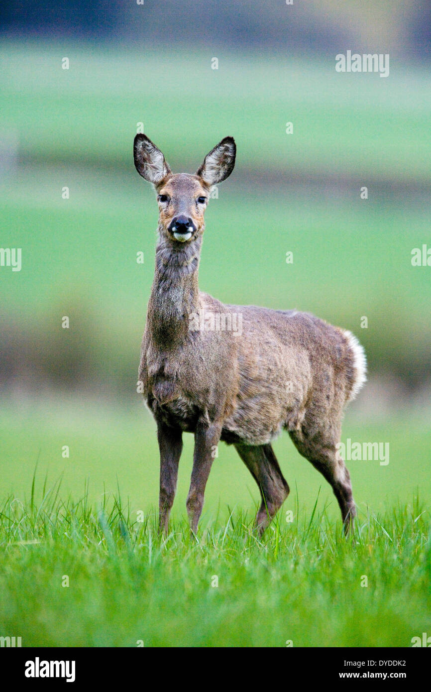 Female roe deer uk spring hi-res stock photography and images - Alamy