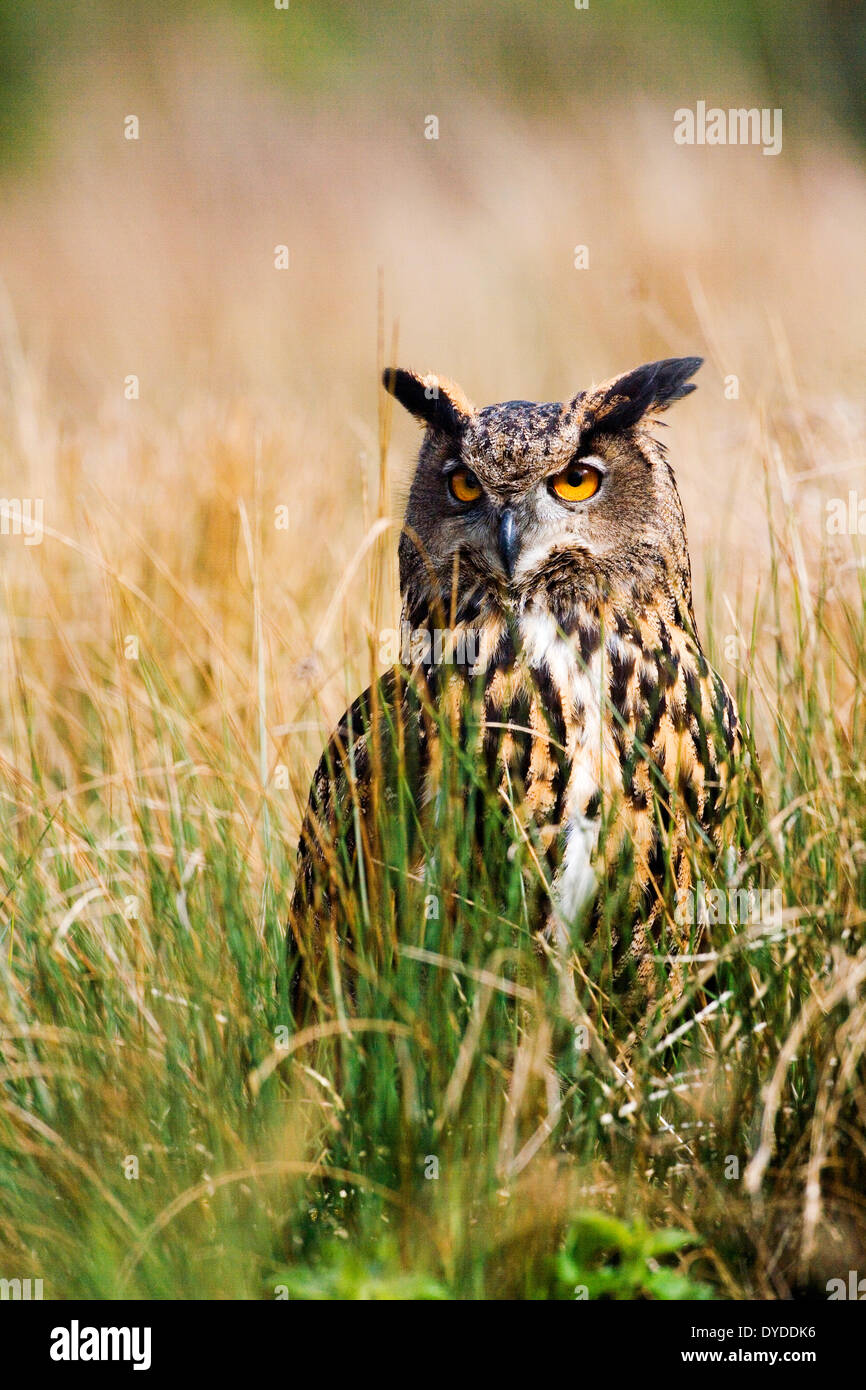 Hiding owl hi-res stock photography and images - Alamy