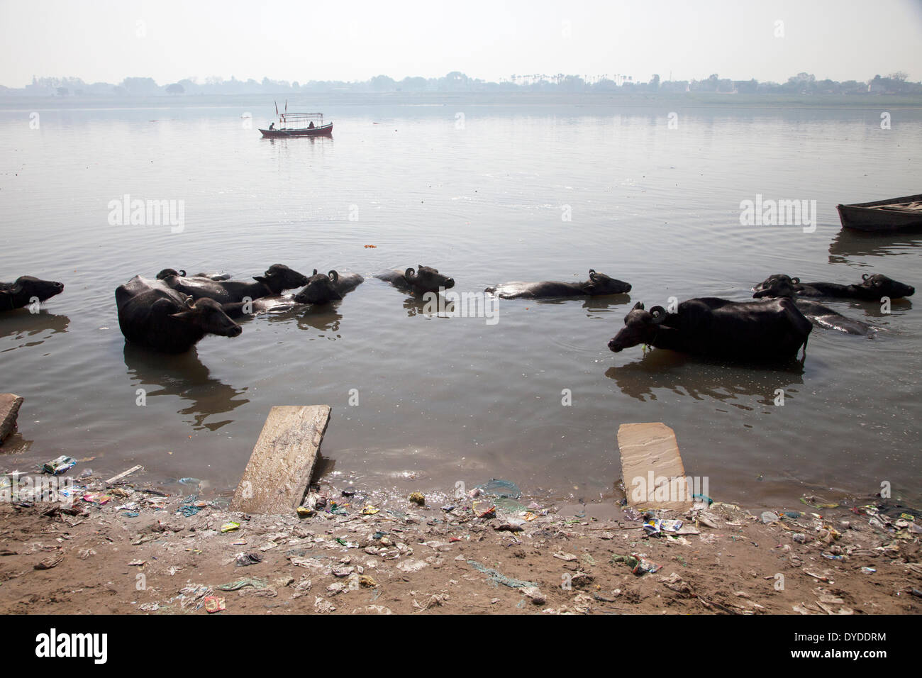 Yamuna pollution hi-res stock photography and images - Alamy