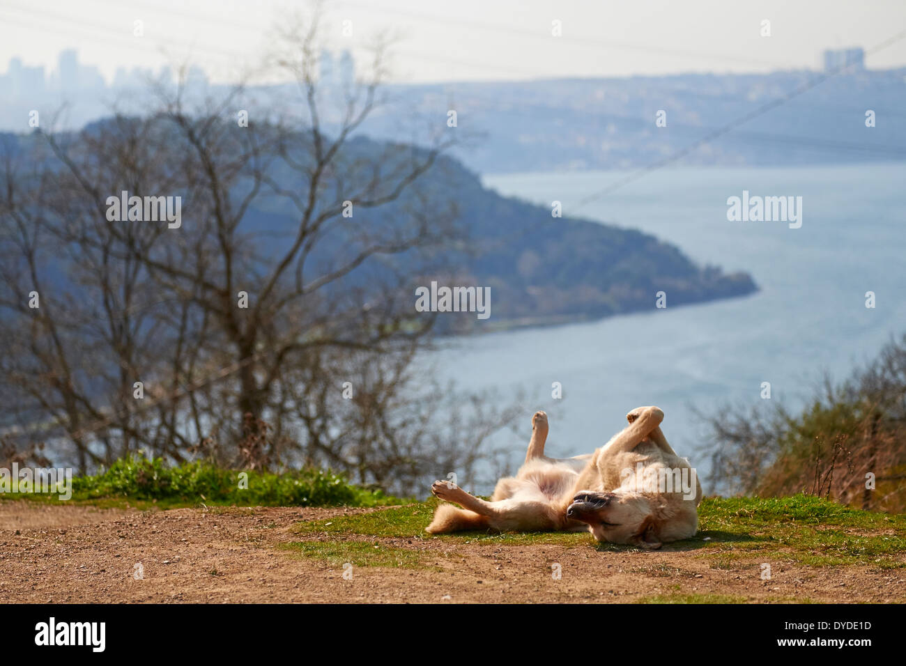 Sunbathing with a dog hi-res stock photography and images - Alamy