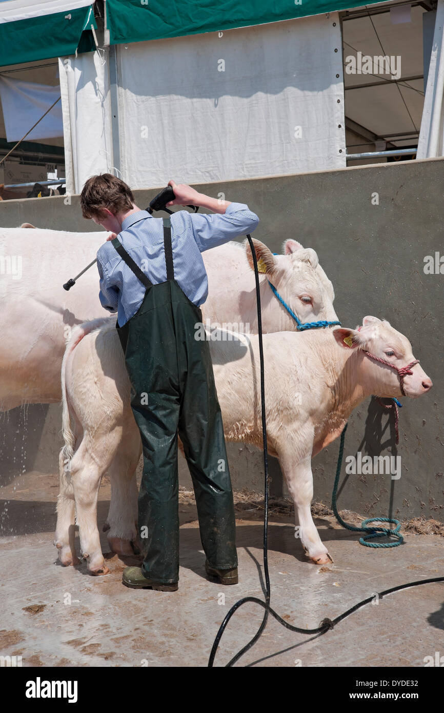 Spraying cows hi-res stock photography and images - Alamy
