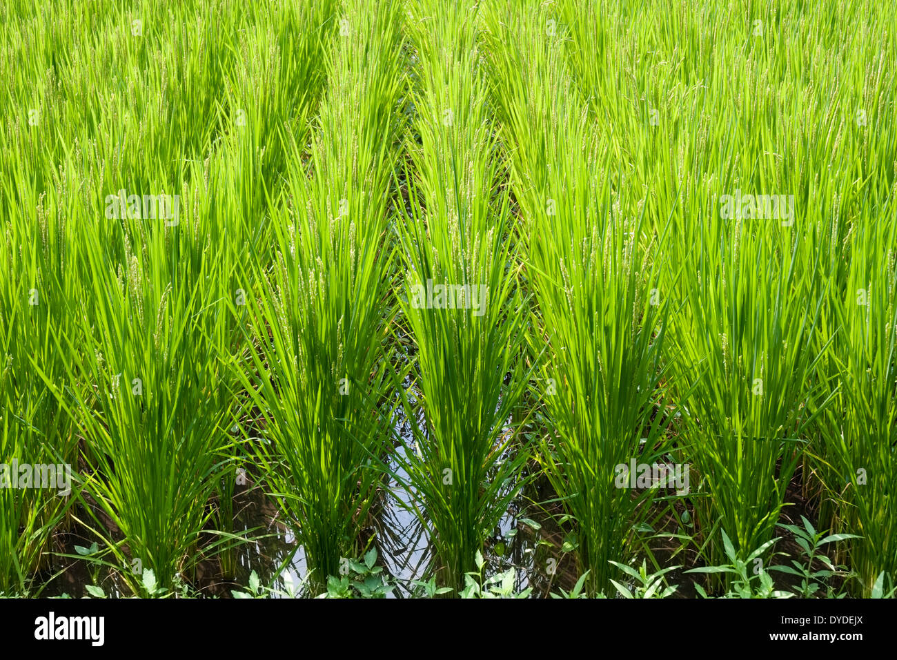 fresh green rice field rows in Japan Stock Photo - Alamy