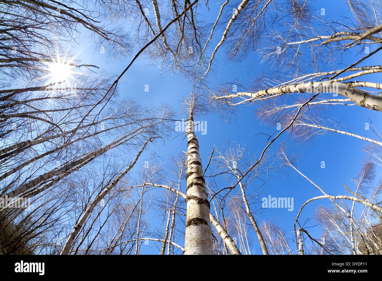 Birth trees hi-res stock photography and images - Alamy