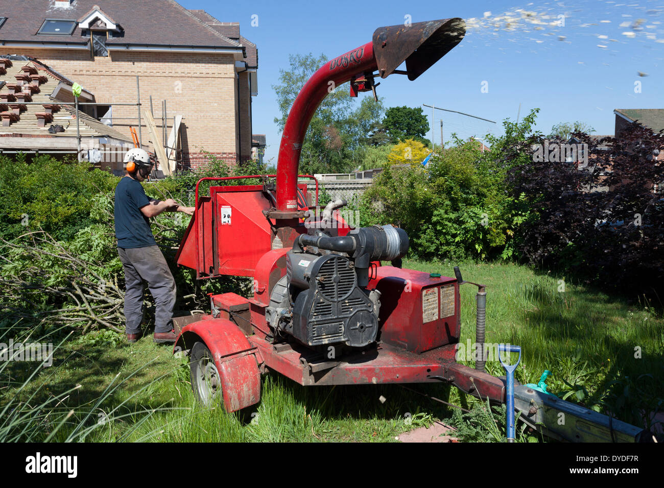 Tree surgeon using wood chipper on branches of cut down tree Stock ...