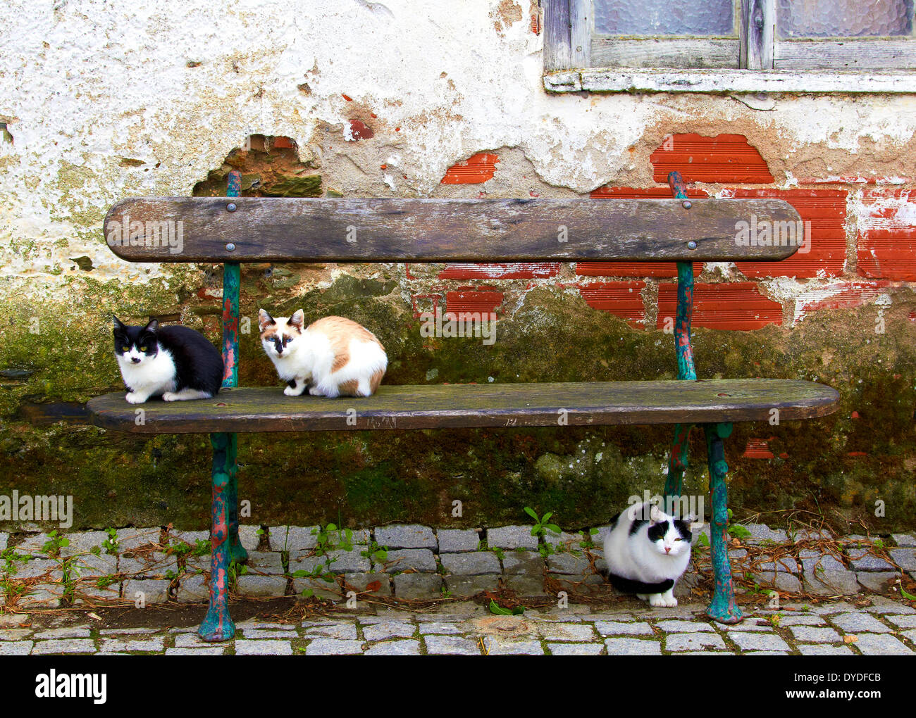 Three cats hi-res stock photography and images - Alamy