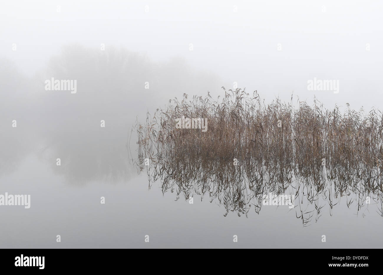 Reeds in the water hi-res stock photography and images - Alamy