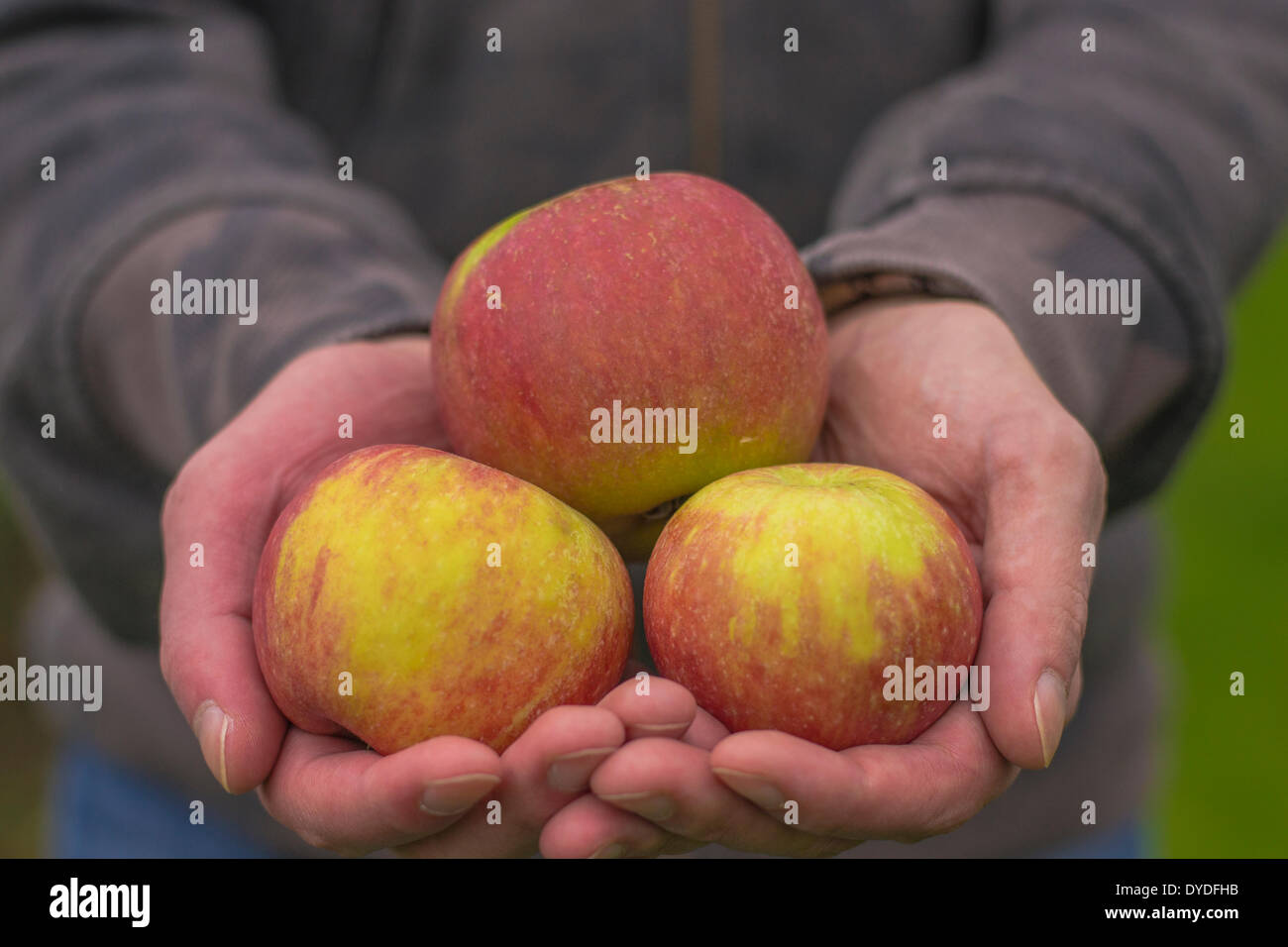 A view of freshly picked apples Stock Photo - Alamy