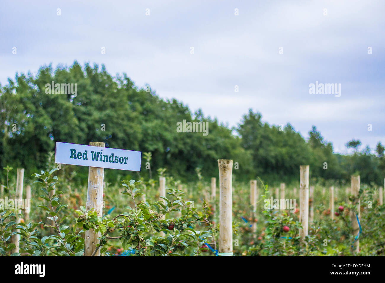 Red windsor apple hi-res stock photography and images - Alamy