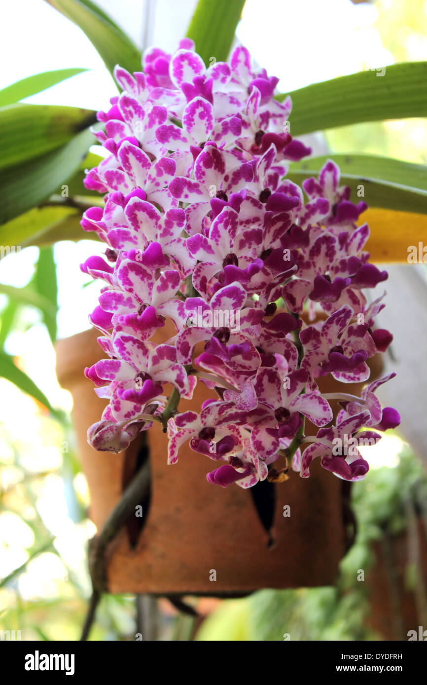 Hanging Orchid Plant