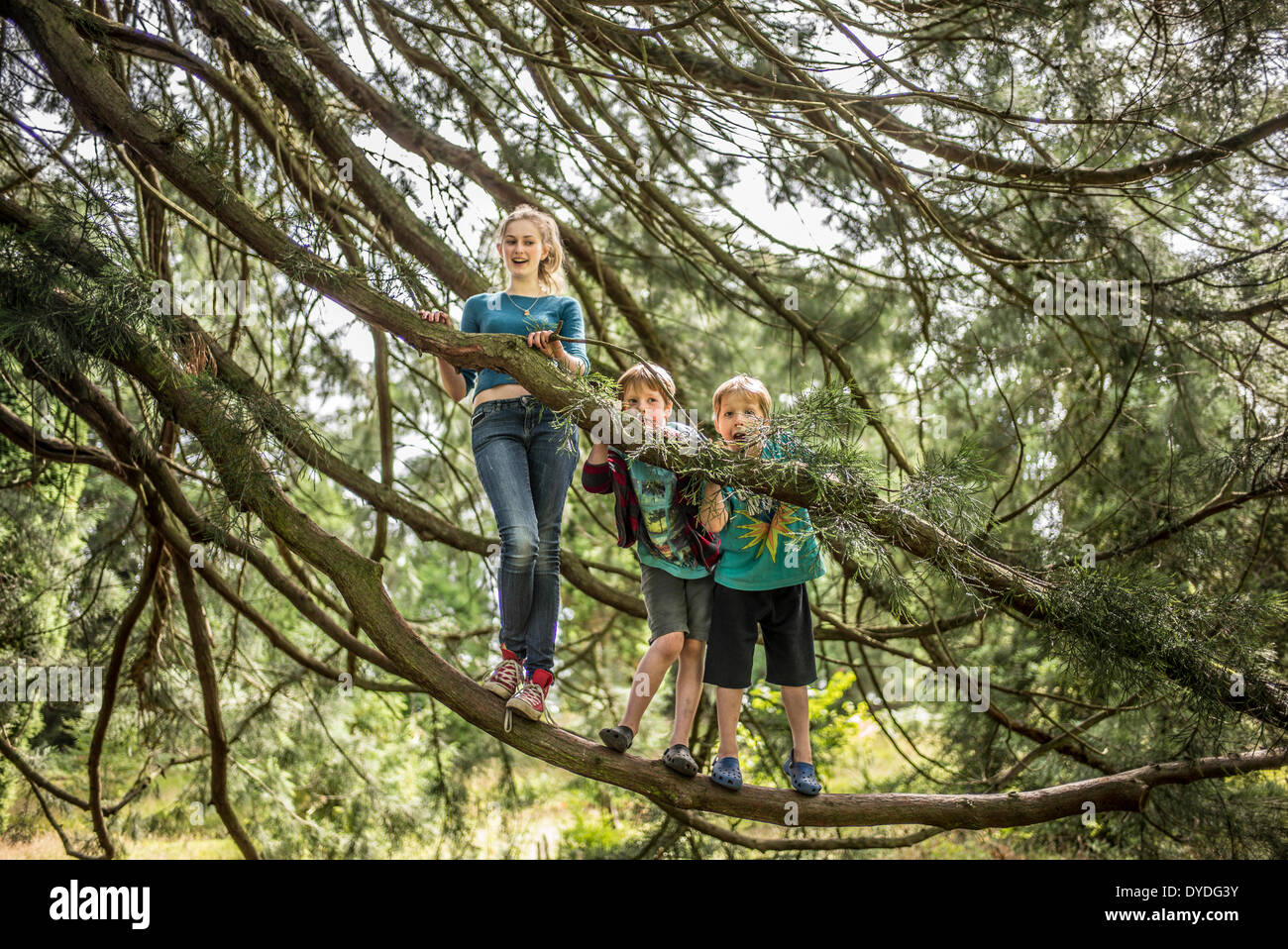 Two brothers and their sister climb trees in the forest Stock Photo - Alamy