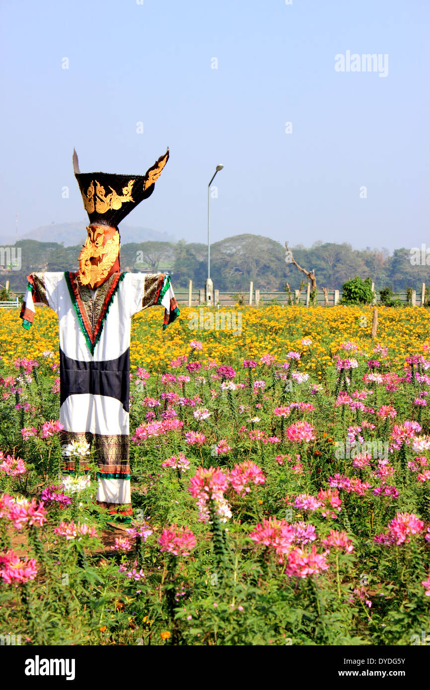 Scarecrow on the farm to prevent bird damage Stock Photo - Alamy