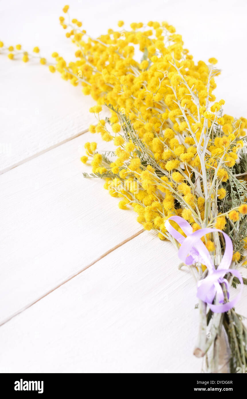 With mimosa flowers hi-res stock photography and images - Alamy