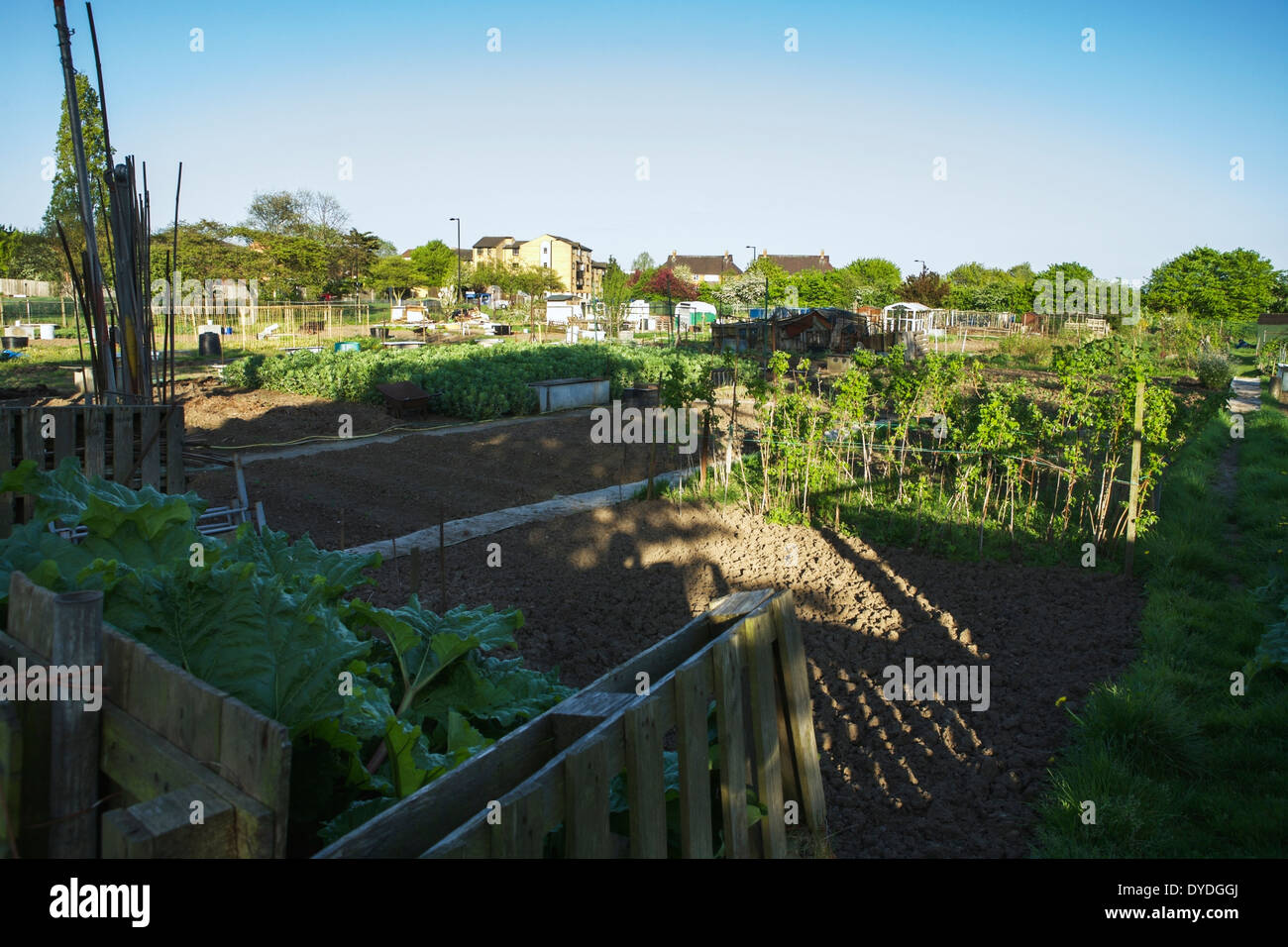North London allotments in Carter Hatch Lane, in the London Borough of ...