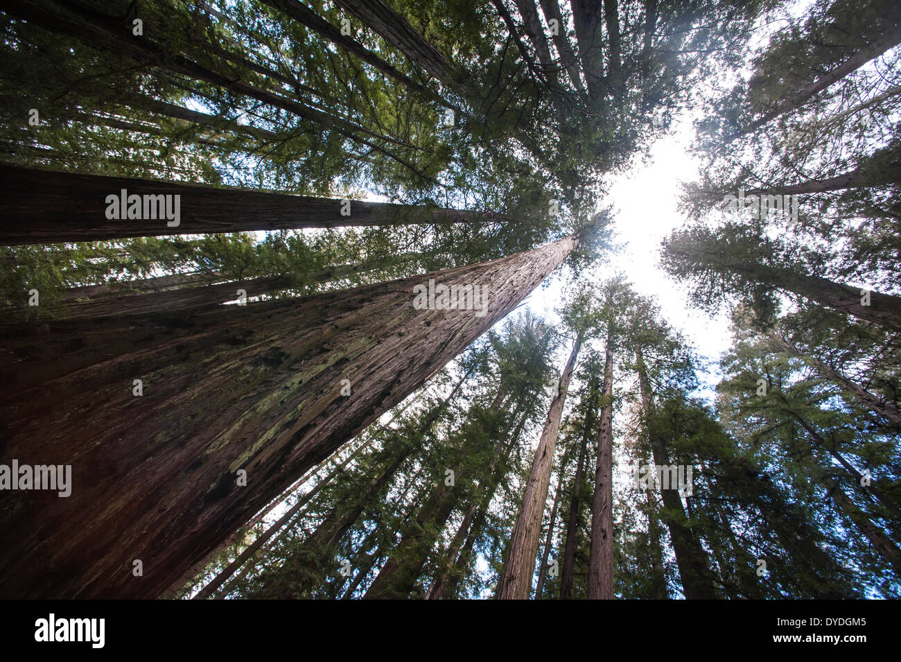 Tree skylight hi-res stock photography and images - Alamy