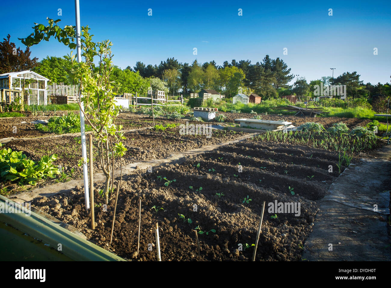North London allotments in Carter Hatch Lane, in the London Borough of ...
