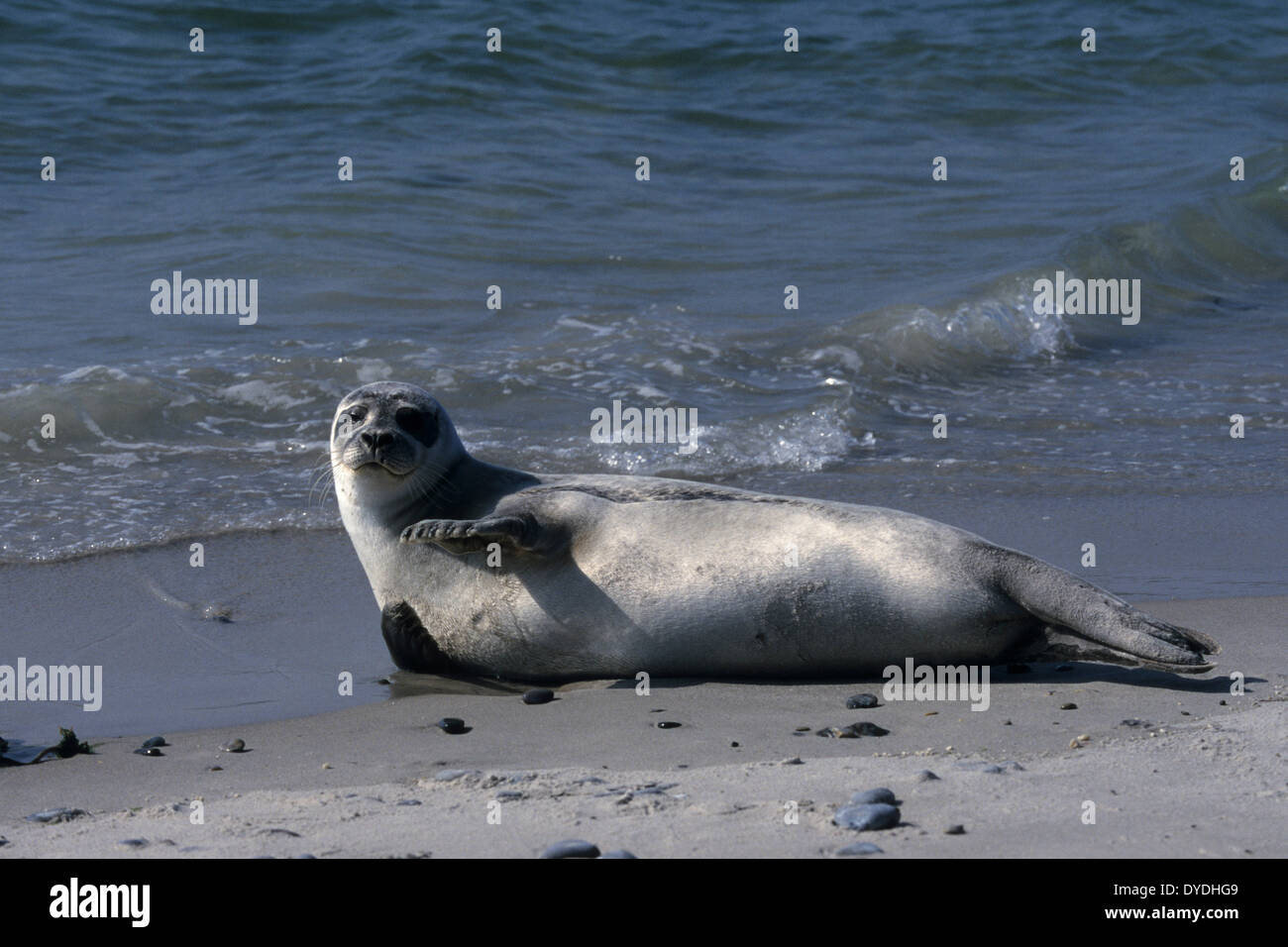 Horizontal format hi-res stock photography and images - Alamy