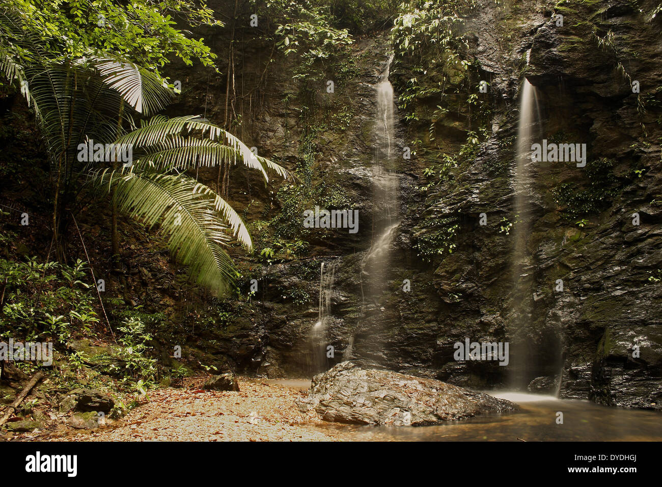 Asia national park rain forest tropics plants waterfall vegetation ...