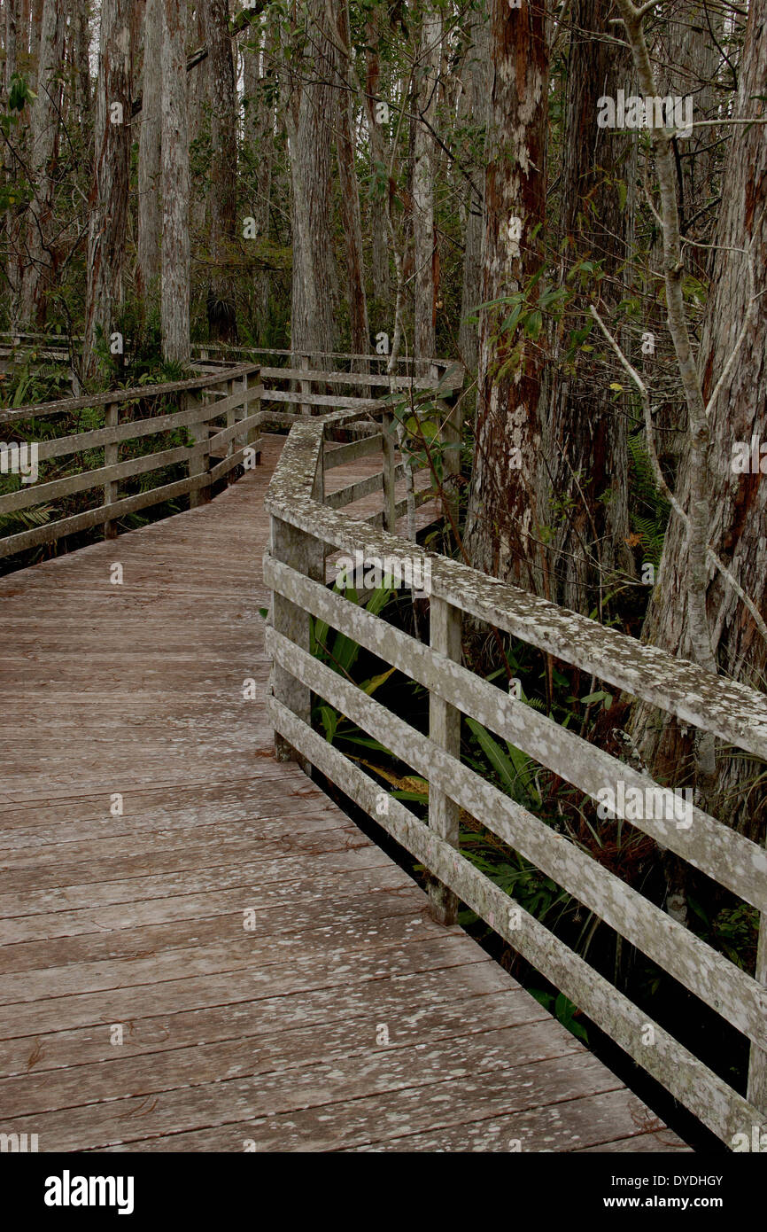 America, Corkscrew Swamp, Florida, footbridge, wooden footbridge ...