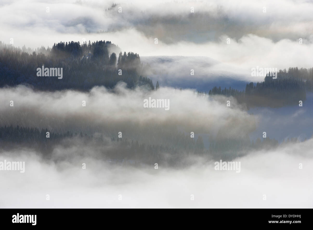 Appenzell tree trees spruce spruces cold pattern fog nebulous border ...