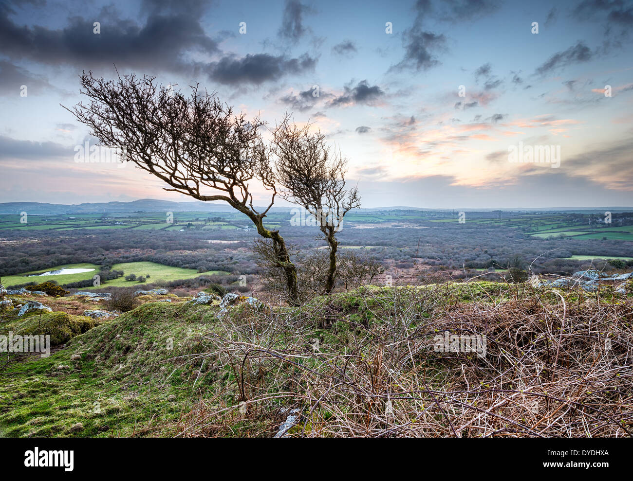 Windswept tree growing on moorland at Helman Tor near Bodmin in ...