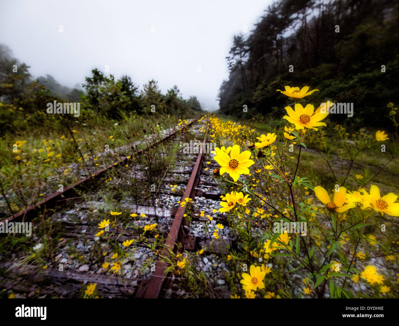 Yellow rust flowers hi-res stock photography and images - Alamy