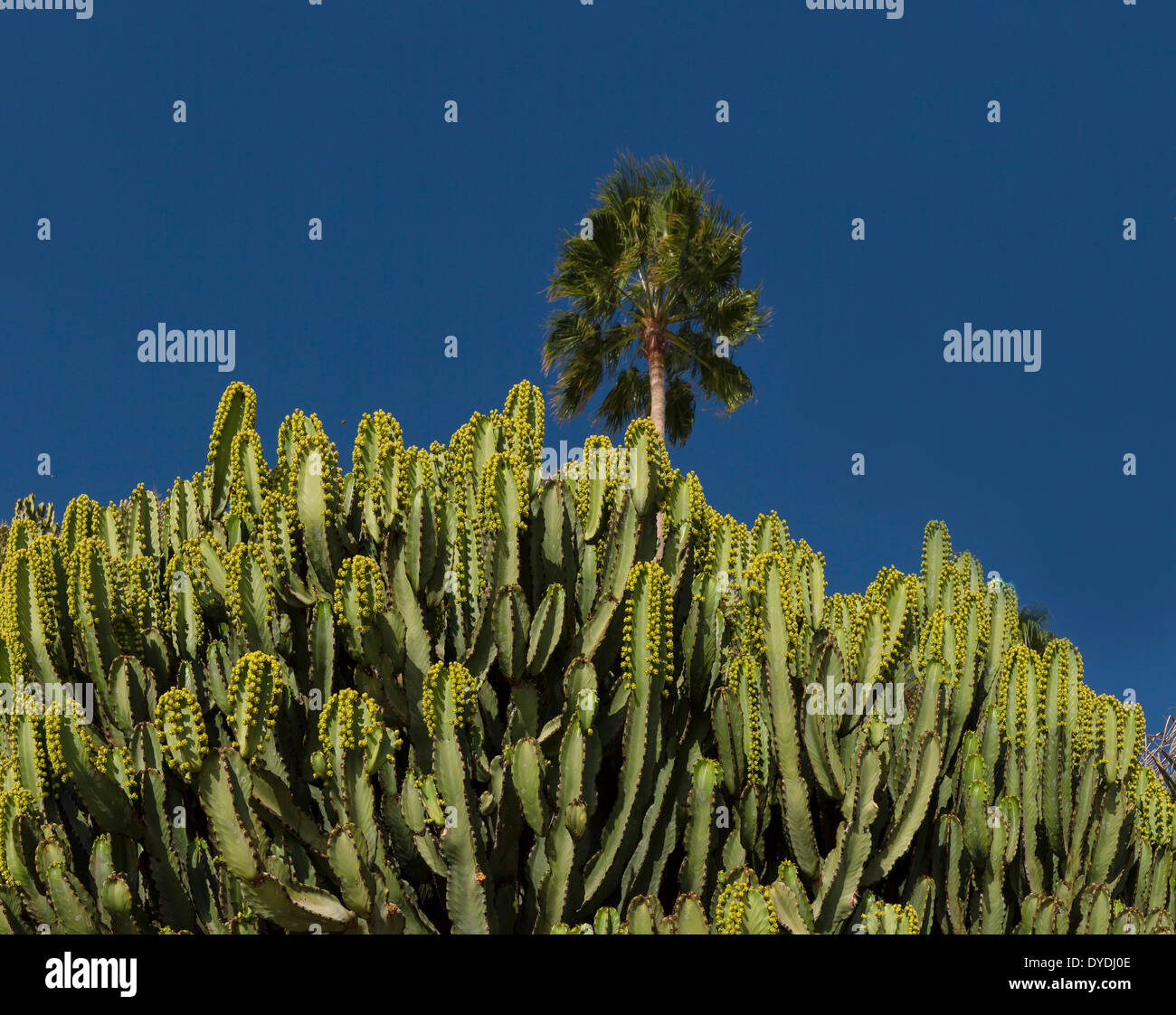 Spain, Europe, Fuerteventura, Canary Islands, Morro Jable, Cactus, palm ...