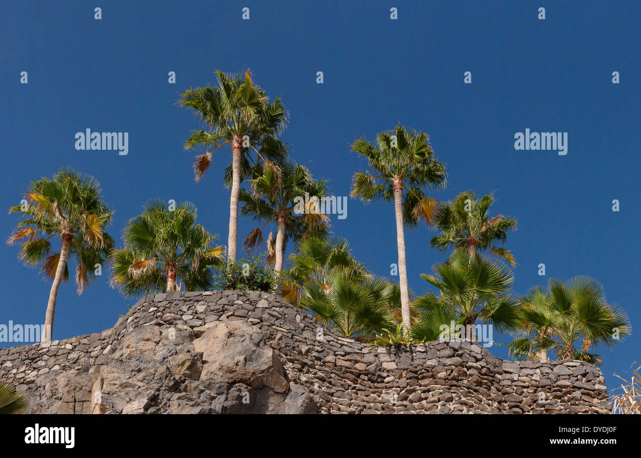 Spain, Europe, Fuerteventura, Canary Islands, Morro Jable, Palm trees ...