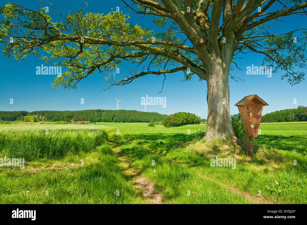 Bavaria Germany Europe Upper Bavaria Rupertwinkel Palling Ranham grain ...