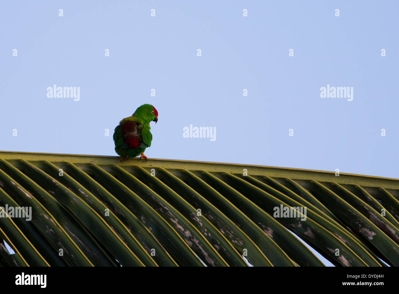 Sulawesi Hanging-Parrot (Loriculus stigmatus), on a palm frond in North ...
