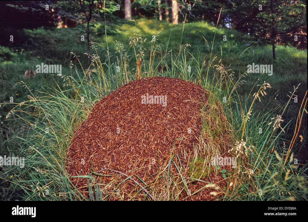 Bavaria, Germany, Europe, Upper Bavaria, animals, animal, insects, ant ...
