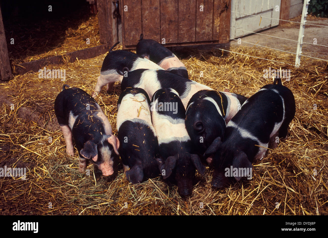 Animal, domestic animal, pet, house pig, pig, piglet, sow, fauna, farm ...