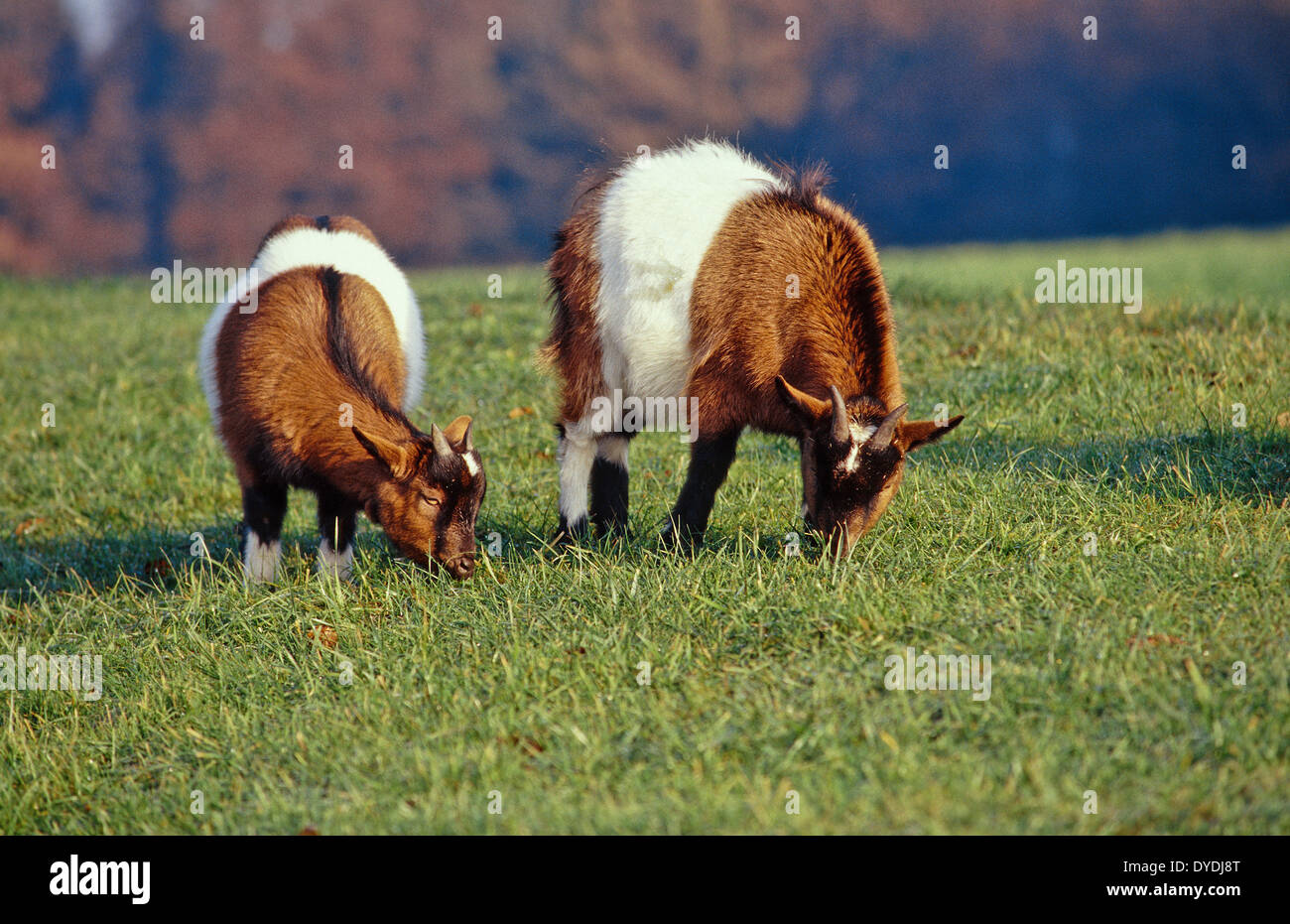 Bavaria Germany Europe Upper Bavaria Berchtesgaden area nanny goat ...