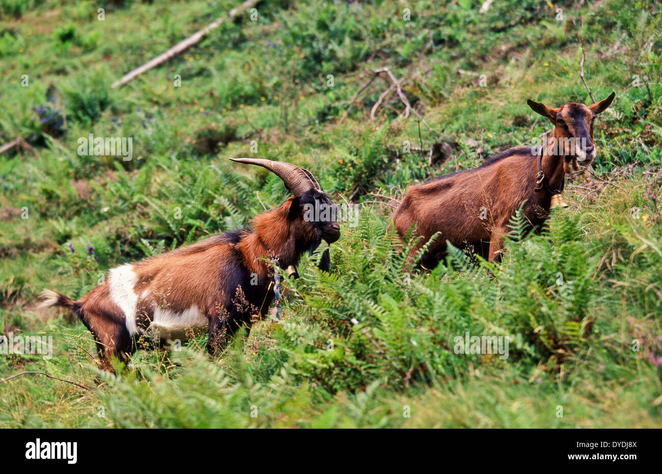 Bavaria Germany Europe Upper Bavaria Berchtesgaden area nanny goat ...