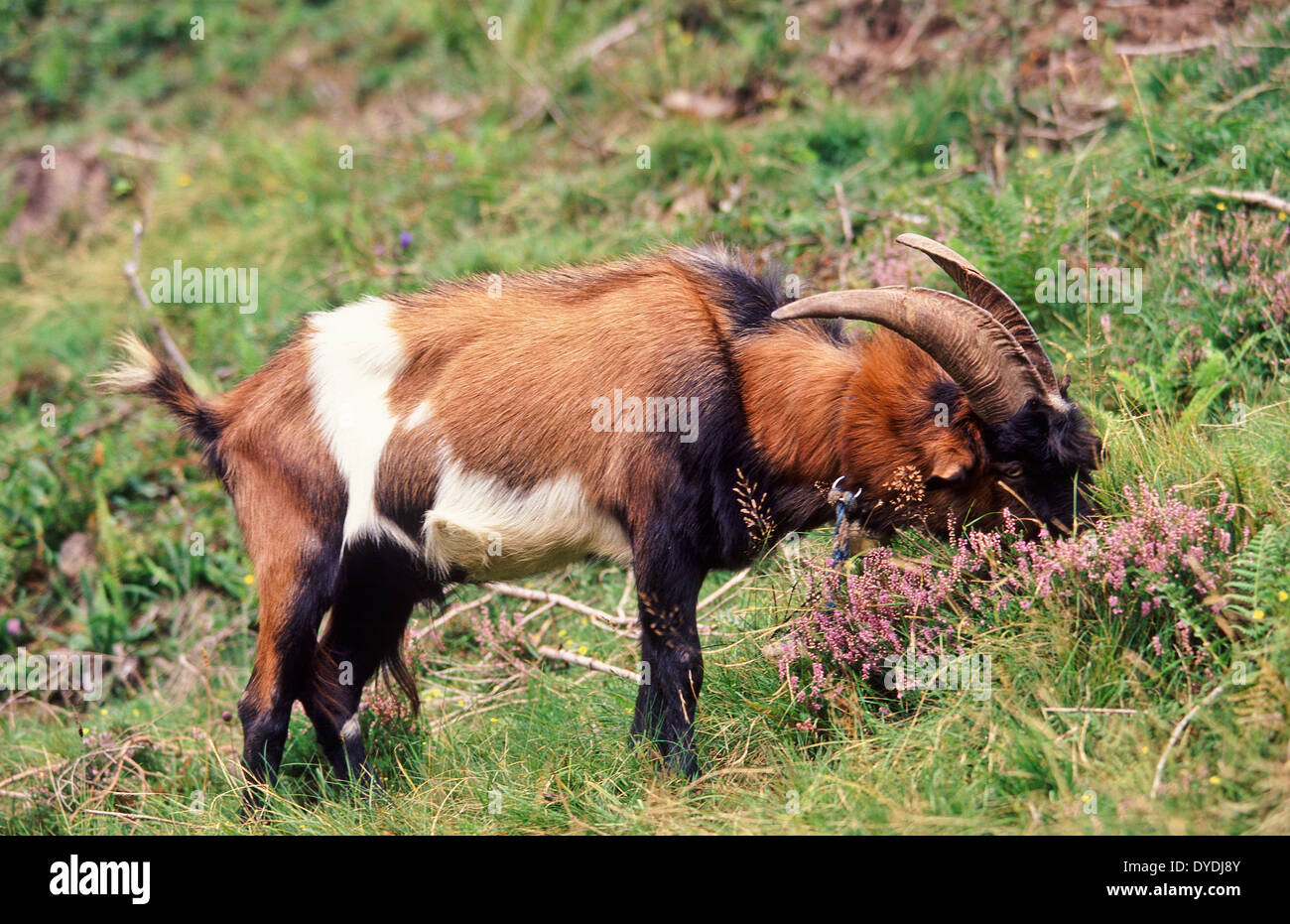Bavaria Germany Europe Upper Bavaria Berchtesgaden area nanny goat ...
