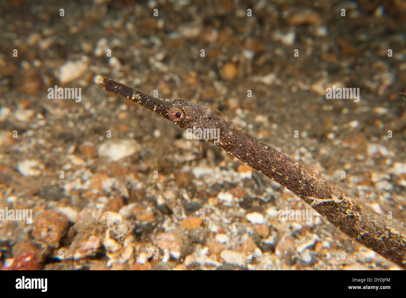 Slender Pipefish (Trachyrhamphus longirostris) in the Lembeh Strait off ...