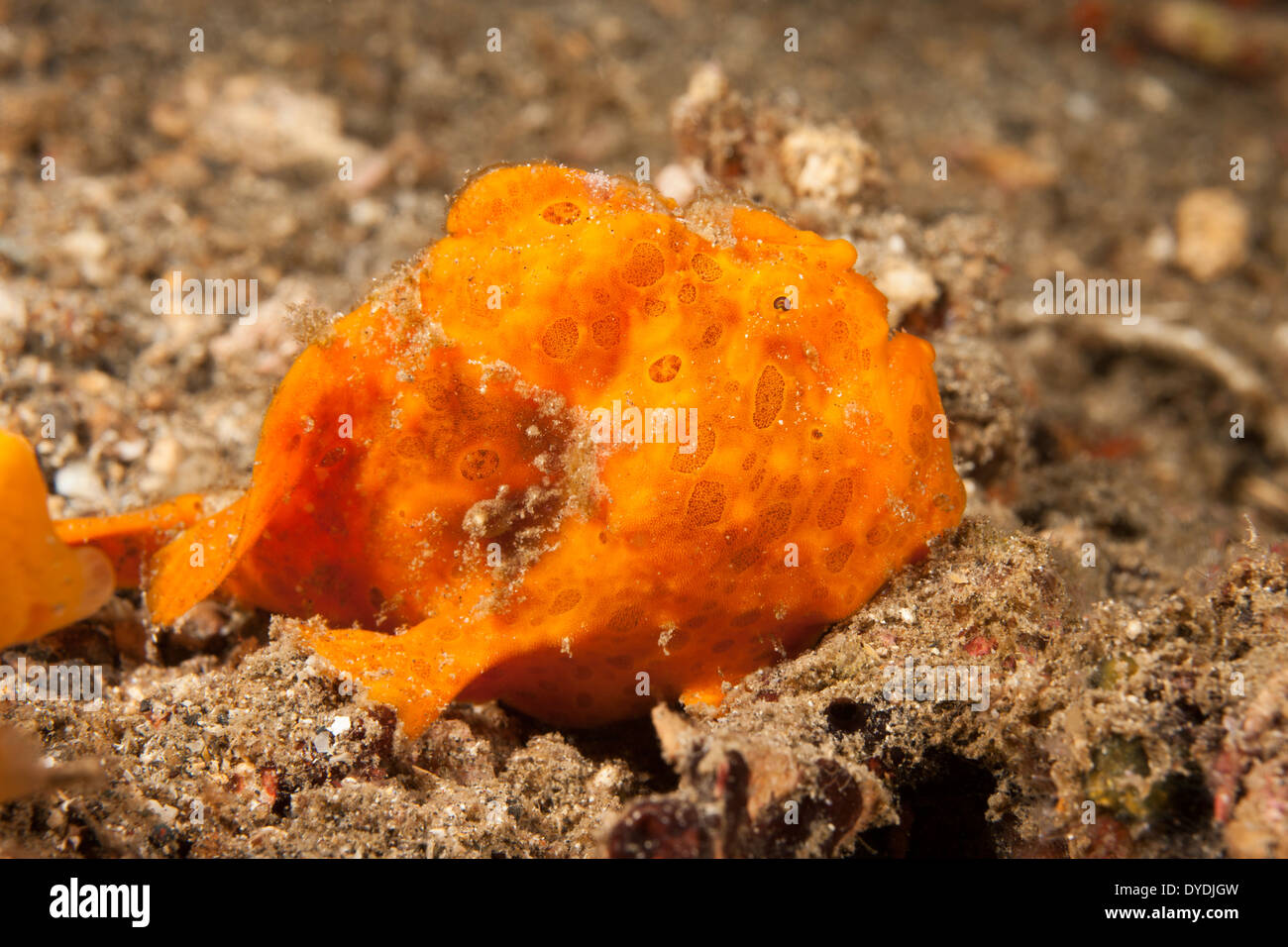 Reef fish ugly fish hi-res stock photography and images - Alamy