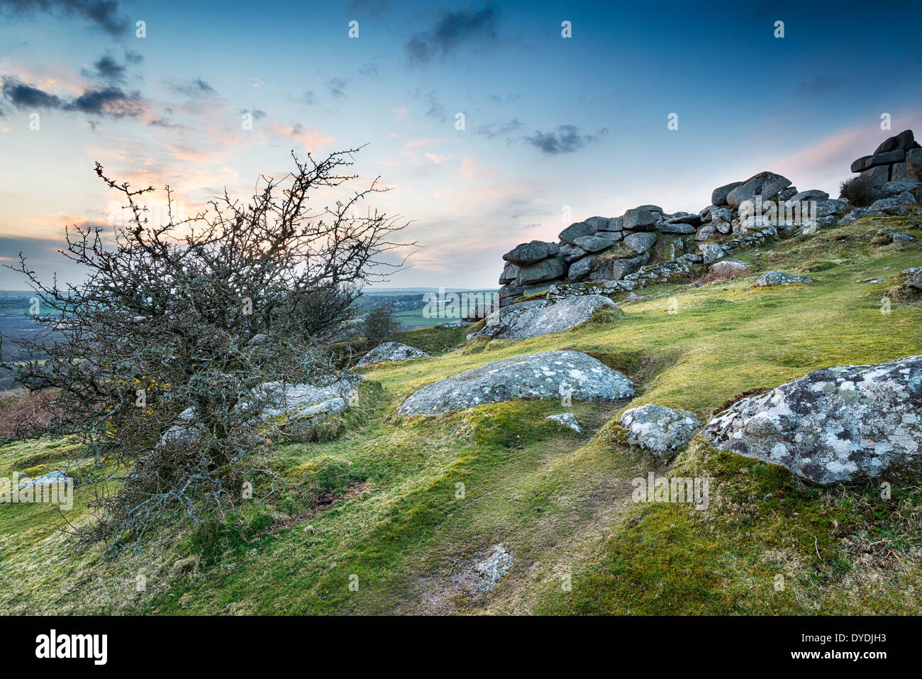 Stunted trees growing on moorland at Helman Tor near Bodmin in Cornwall ...