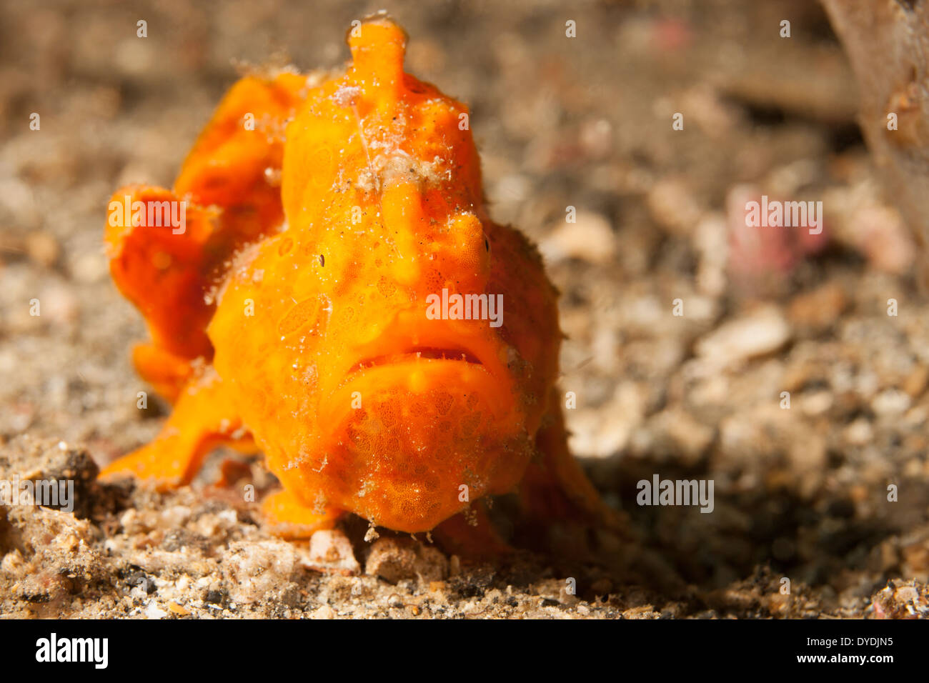 Painted Frogfish (Antennarius pictus), well camouflaged on a tropical ...