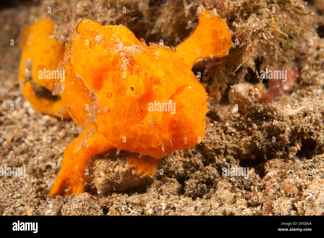 Painted Frogfish (Antennarius pictus), well camouflaged on a tropical ...