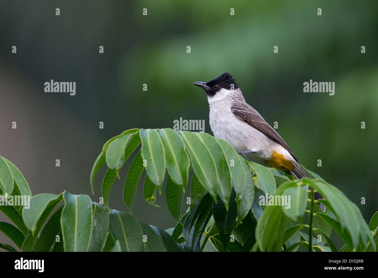 Sooty-headed Bulbul (Pycnonotus aurigaster aurigaster) in a tree at the ...