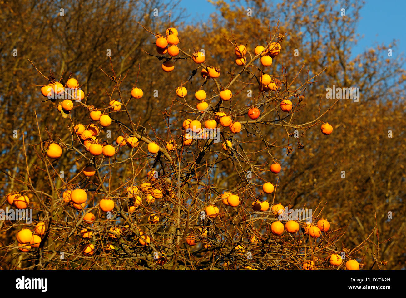 Diospyrus kaki hi-res stock photography and images - Alamy