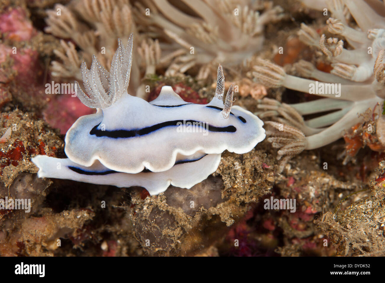 Chromodoris nudibranch hi-res stock photography and images - Alamy