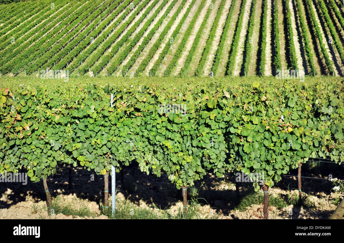 Tuscan wine fields hi-res stock photography and images - Alamy