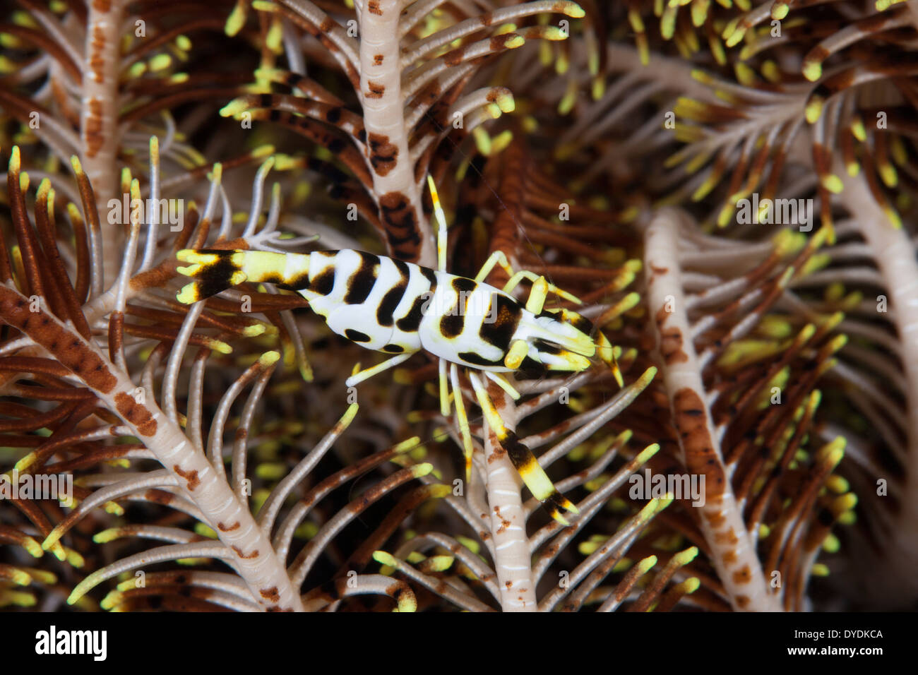 Crinoid Commensal Shrimp (Laomenes sp.), an undescribed species in on a ...
