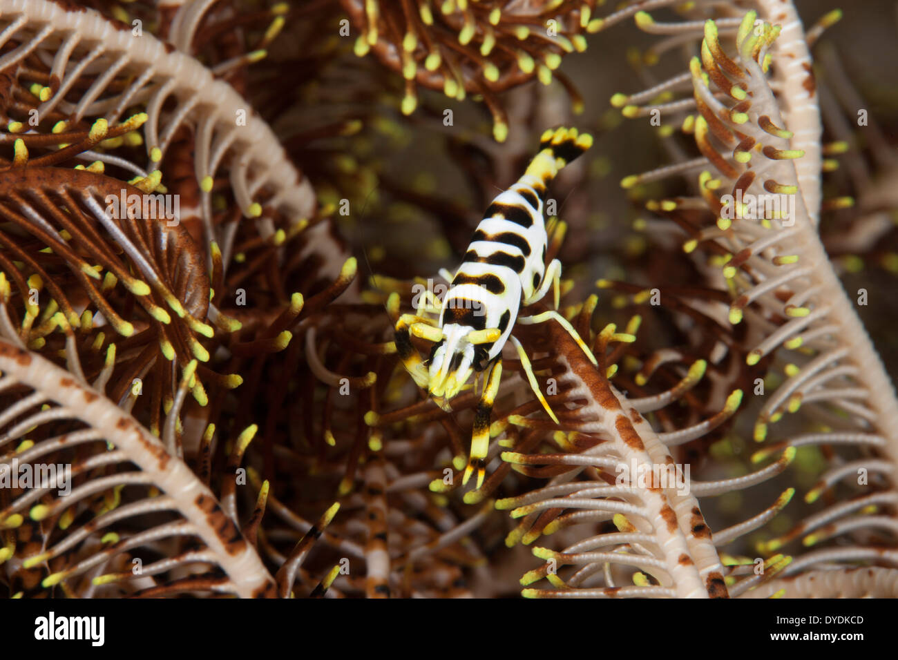Crinoid Commensal Shrimp (Laomenes sp.), an undescribed species in on a ...