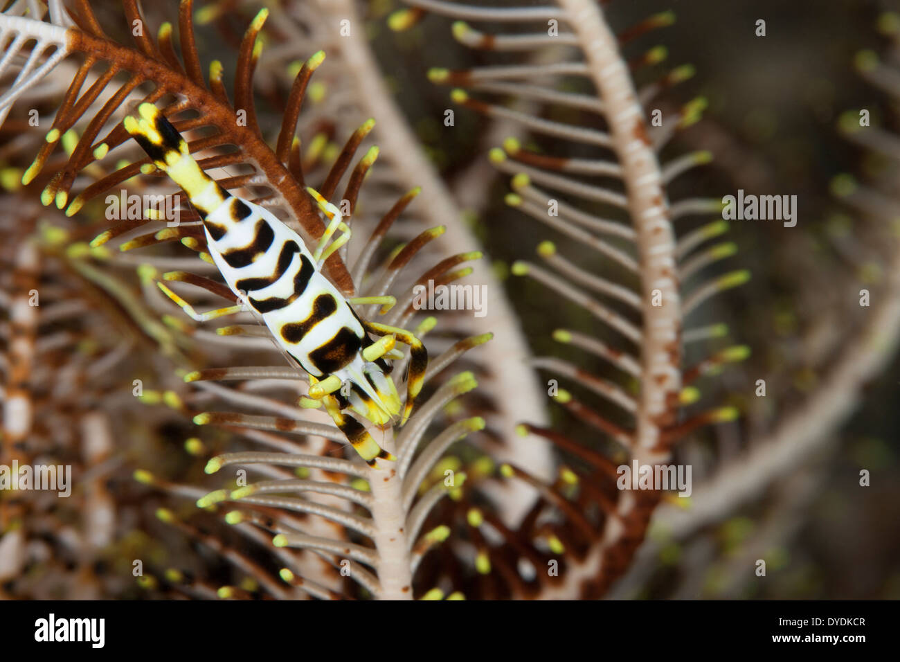 Crinoid Commensal Shrimp (Laomenes sp.), an undescribed species in on a ...