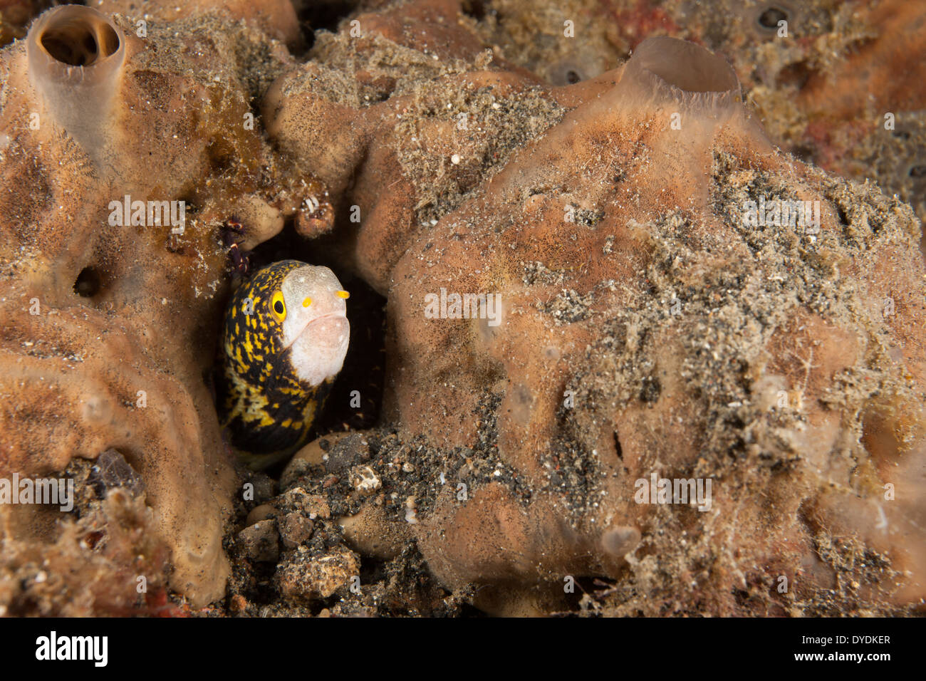 Snowflake Moray Eel (Echidna nebulosa) also known as the Starry Moray ...